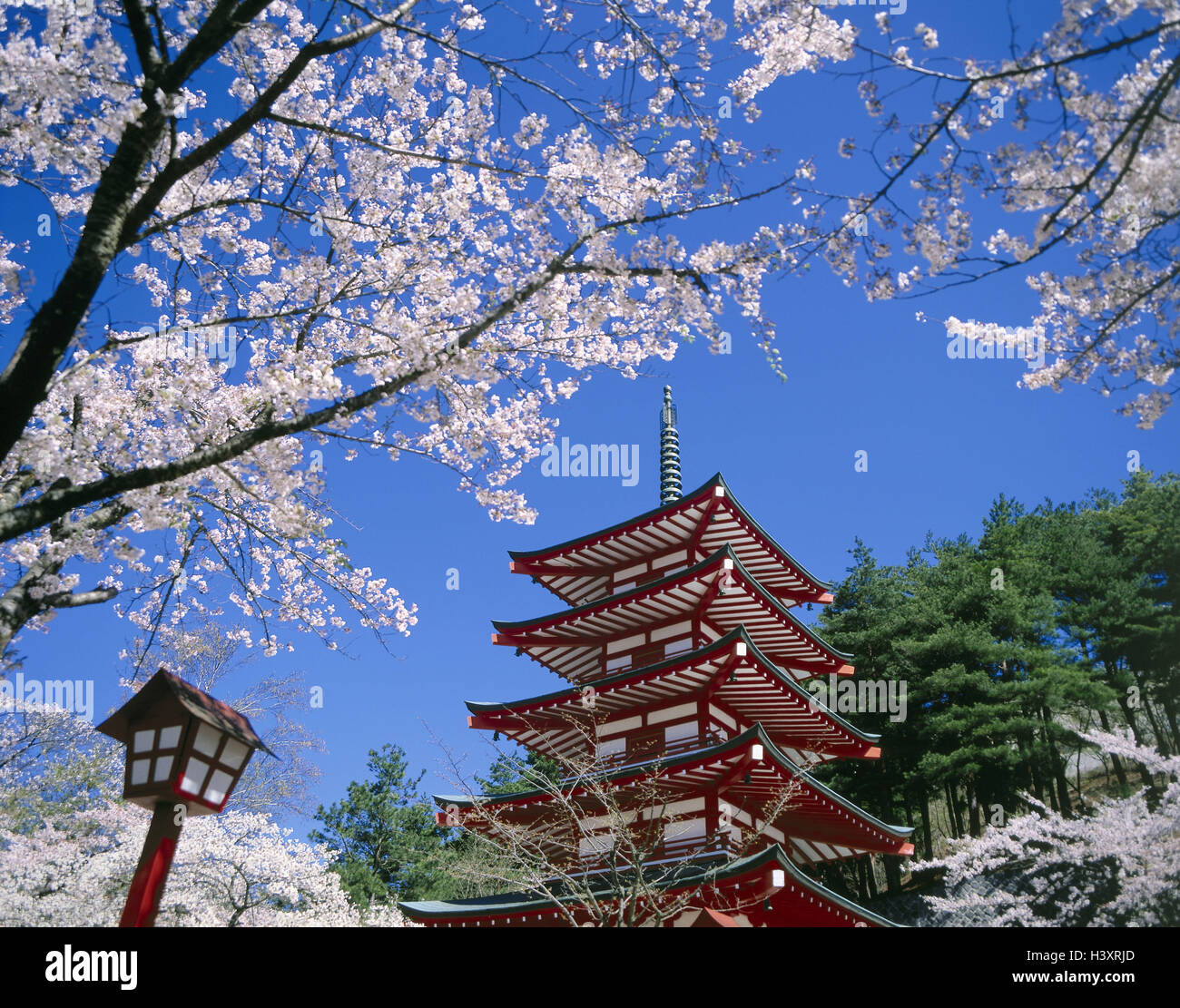 Japan, Honshu, Fujiyoshida, temple, detail, cherry flower, Asia ...