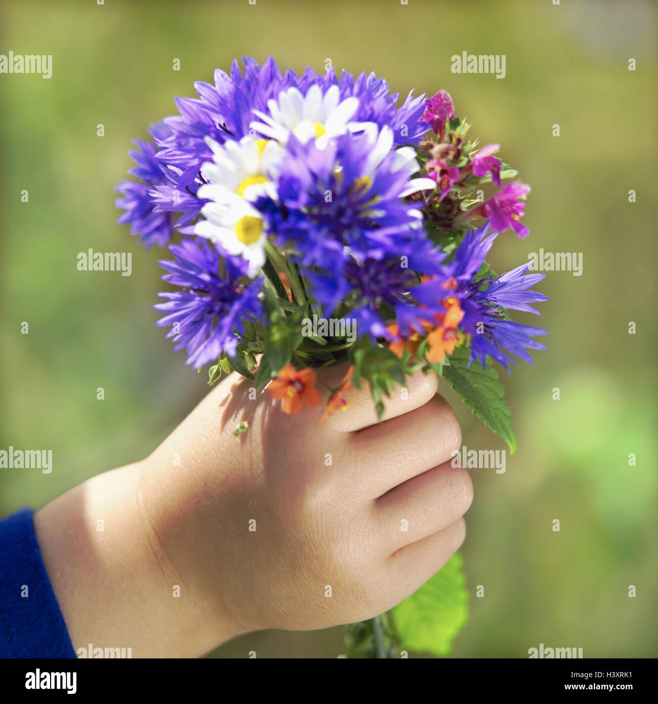 Child hand, bouquet, gesture, child, hand, meadow flowers, flowers ...
