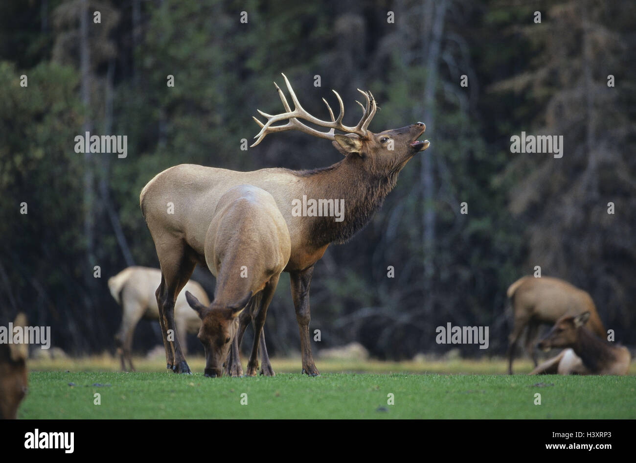 Wapiti deer hi-res stock photography and images - Alamy