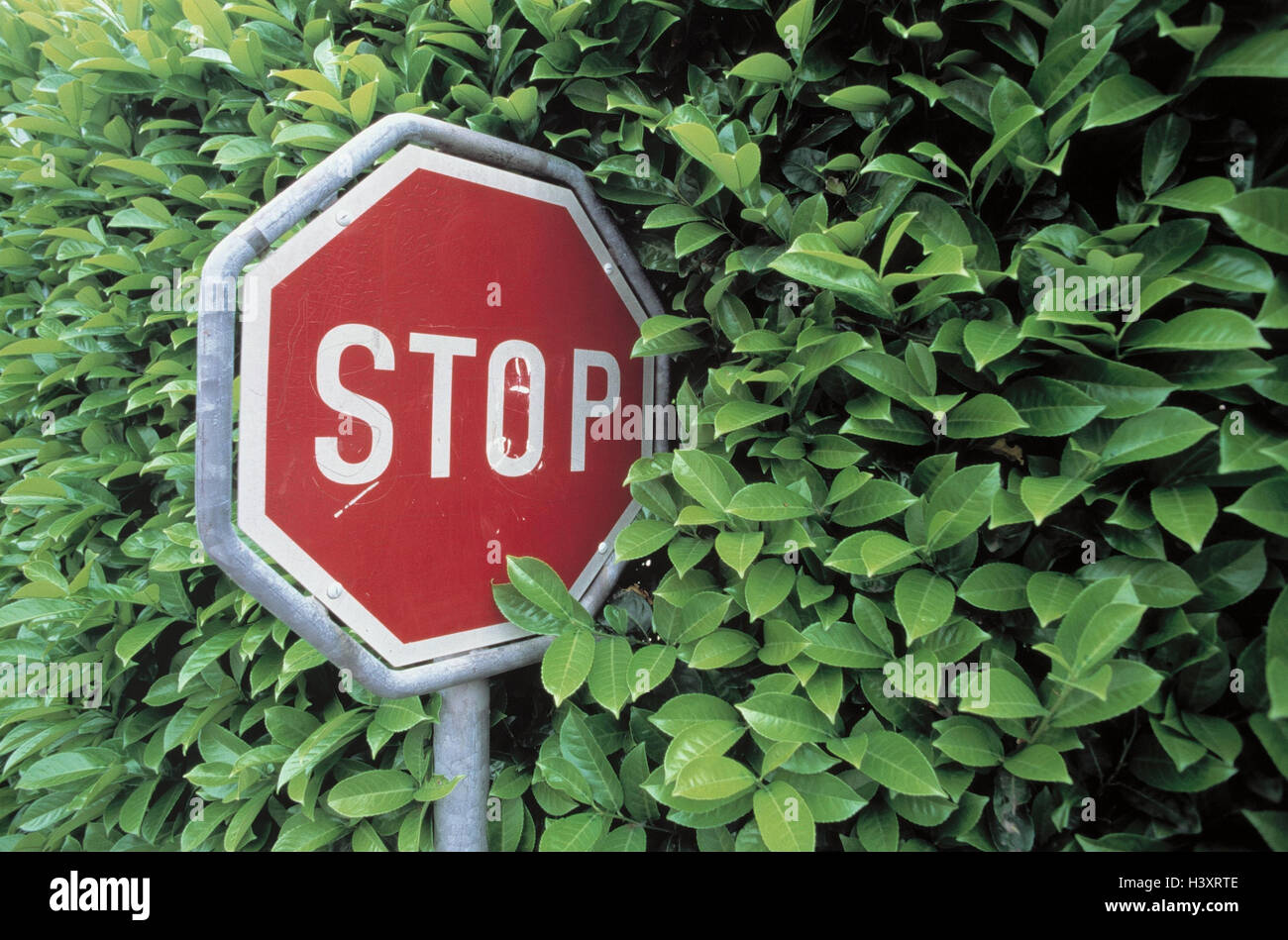 Traffic signs, STOP, hedge, green, road sign, stop sign, stop, stop ...