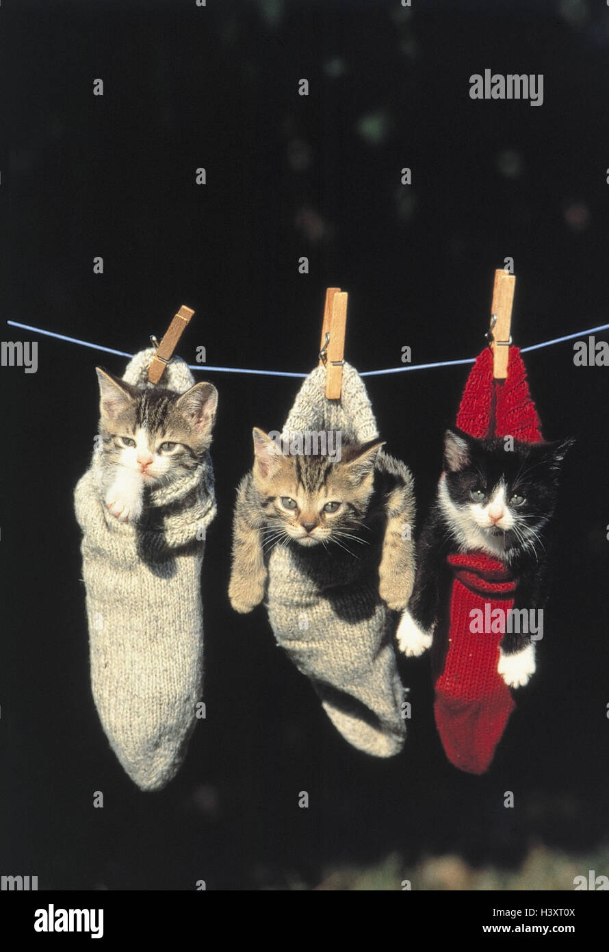 Clothesline, Kätzchenen, three, sit, hang socks, animals, mammals, pets ...