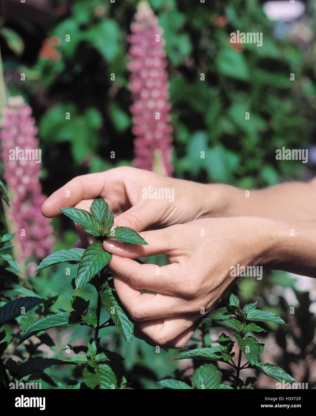 Woman, detail, hands, pick, peppermint, garden medicinal plant of the ...