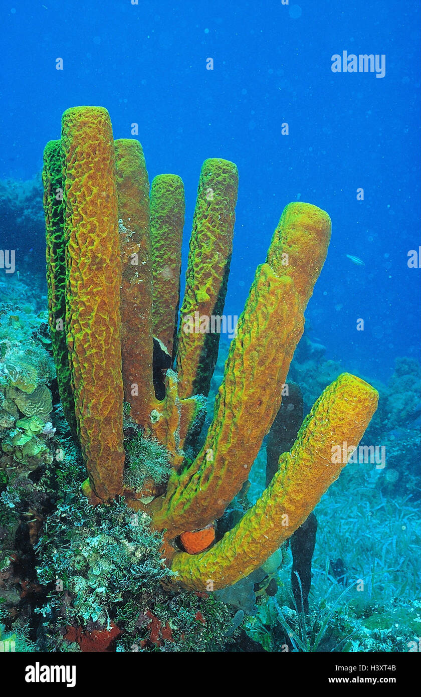 Underwater recording, salpinx fungus, yellow, Aplysina fistularis, sea ...