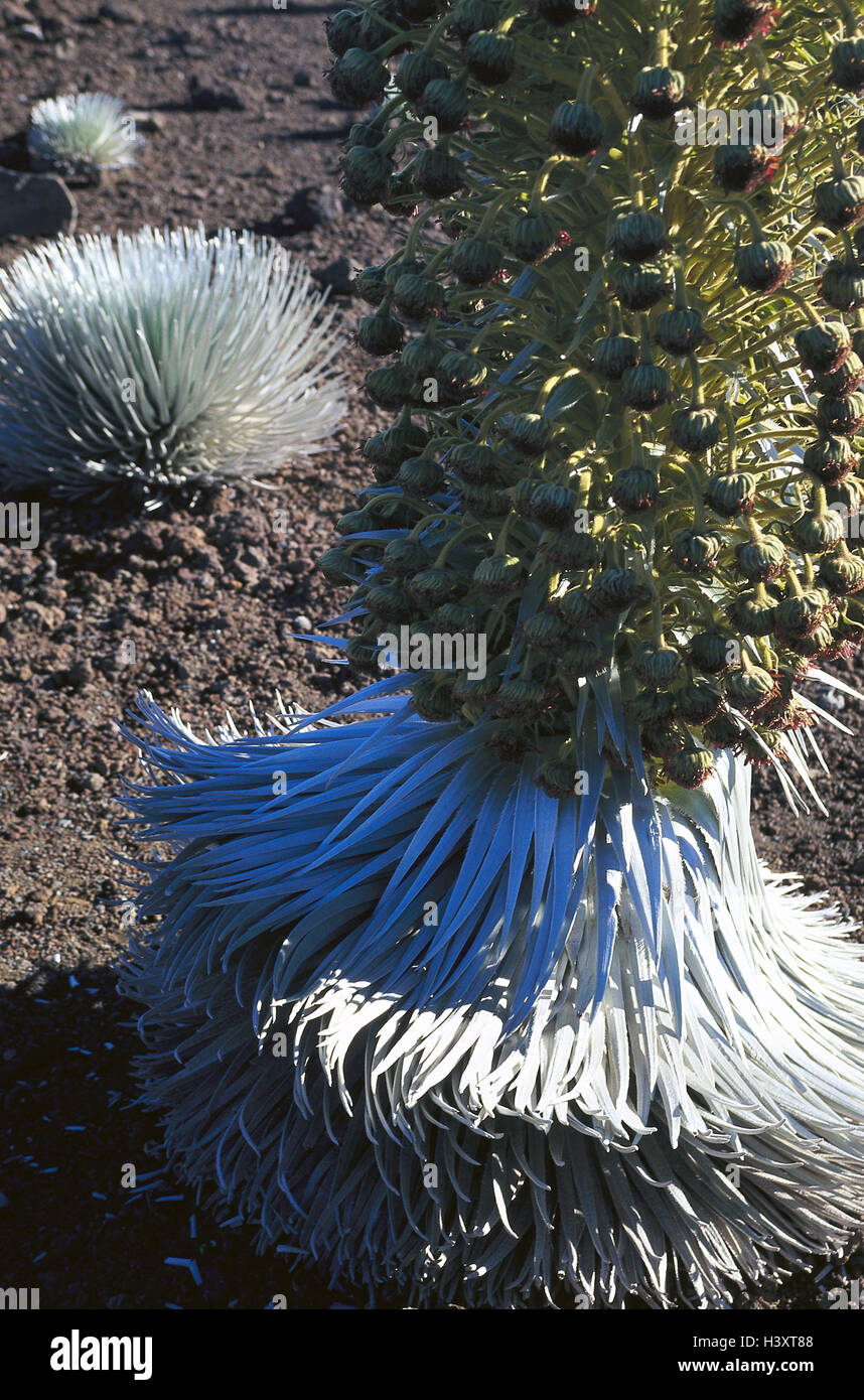 Silversword plants hi-res stock photography and images - Alamy