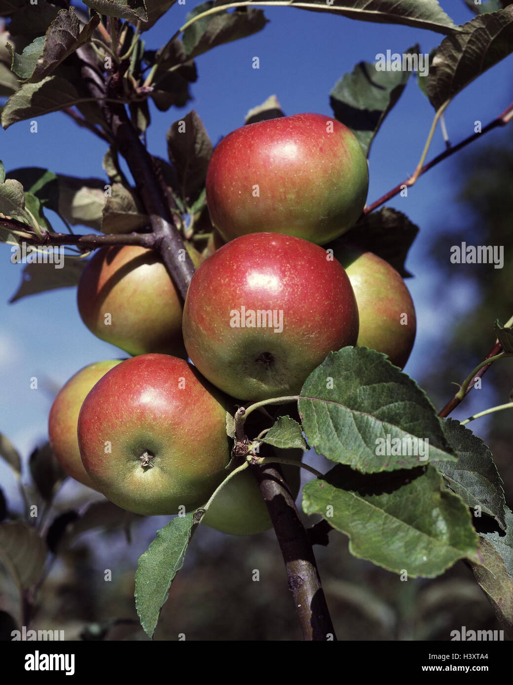 Apple-tree, apples, outside, tree, apple-trees, fruit-tree, fruit-trees ...