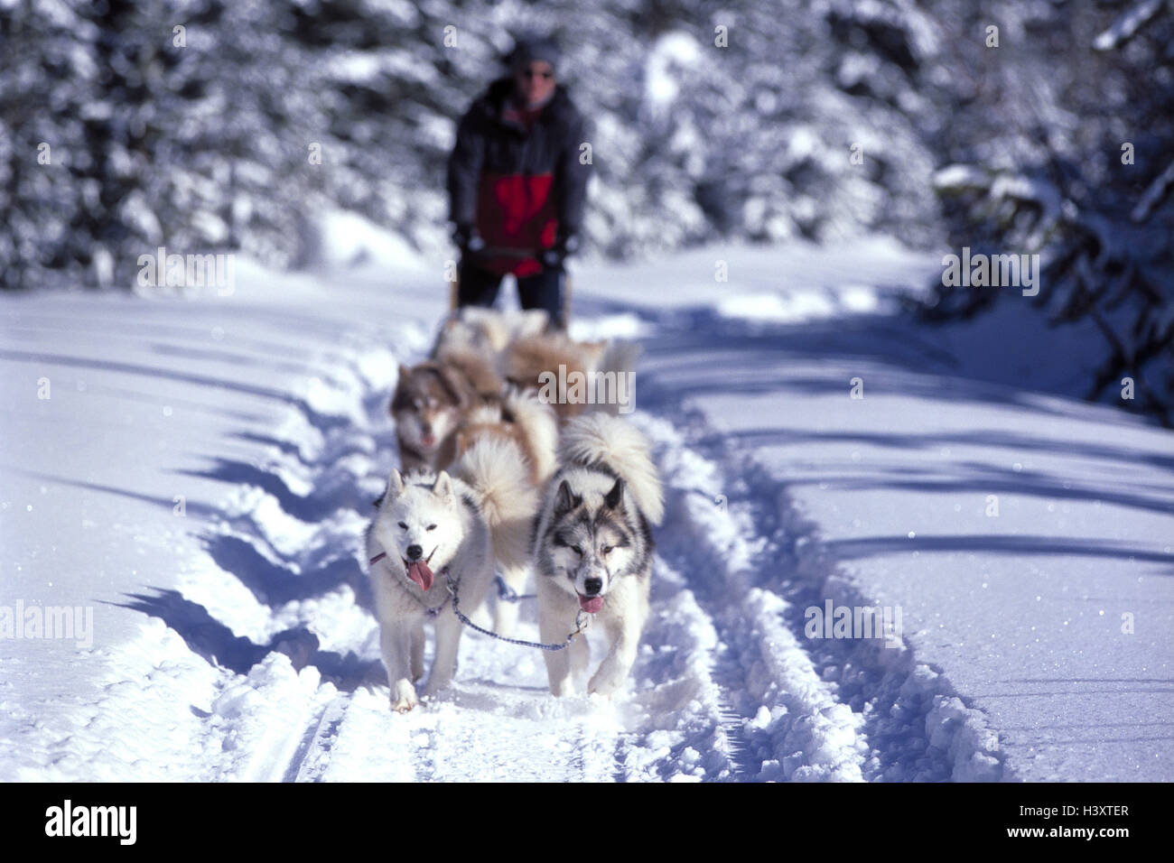 Slide dogs motorcycle combination hi-res stock photography and images ...