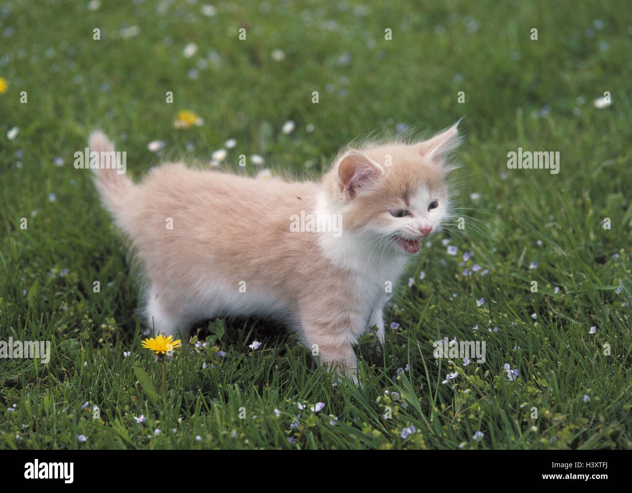 Flower meadow, Norwegian forest cat, young, meadow, flowers, cat ...