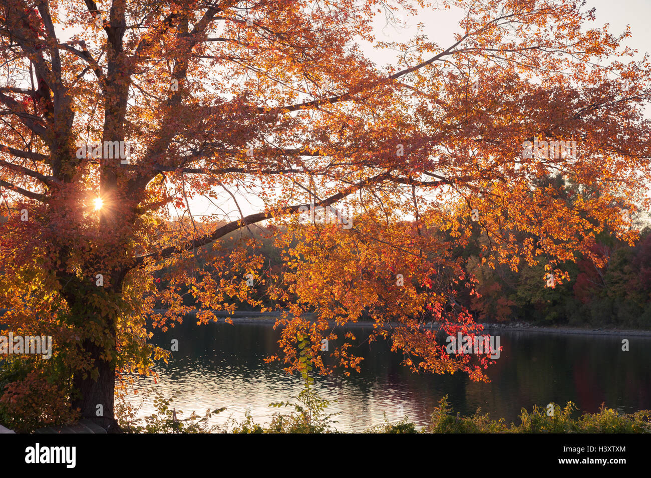Maple tree at the edge of a lake in all its autumn glory Stock Photo ...