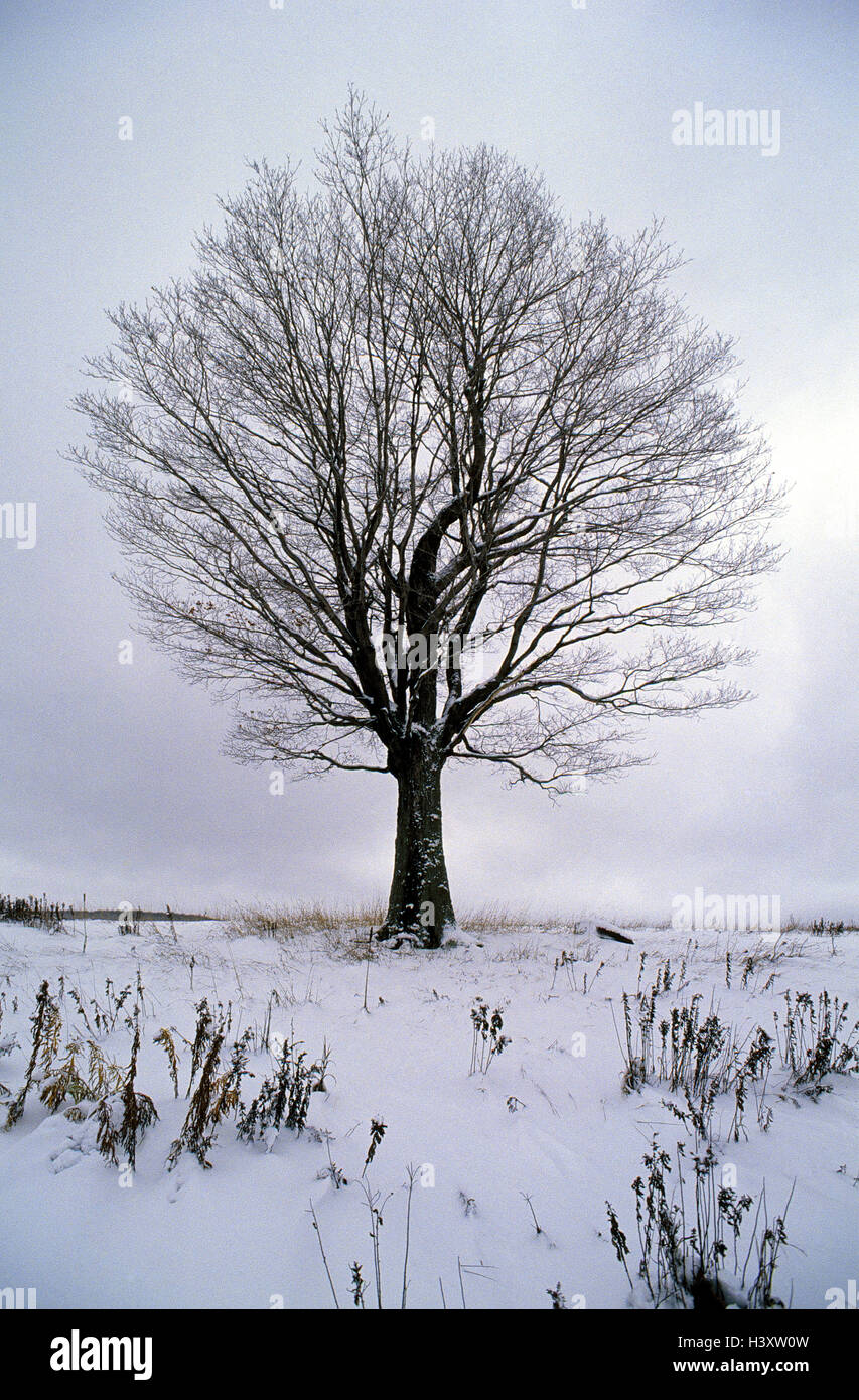 Winter scenery, maple, Acer spec., snow, maple tree, tree, broad-leaved ...