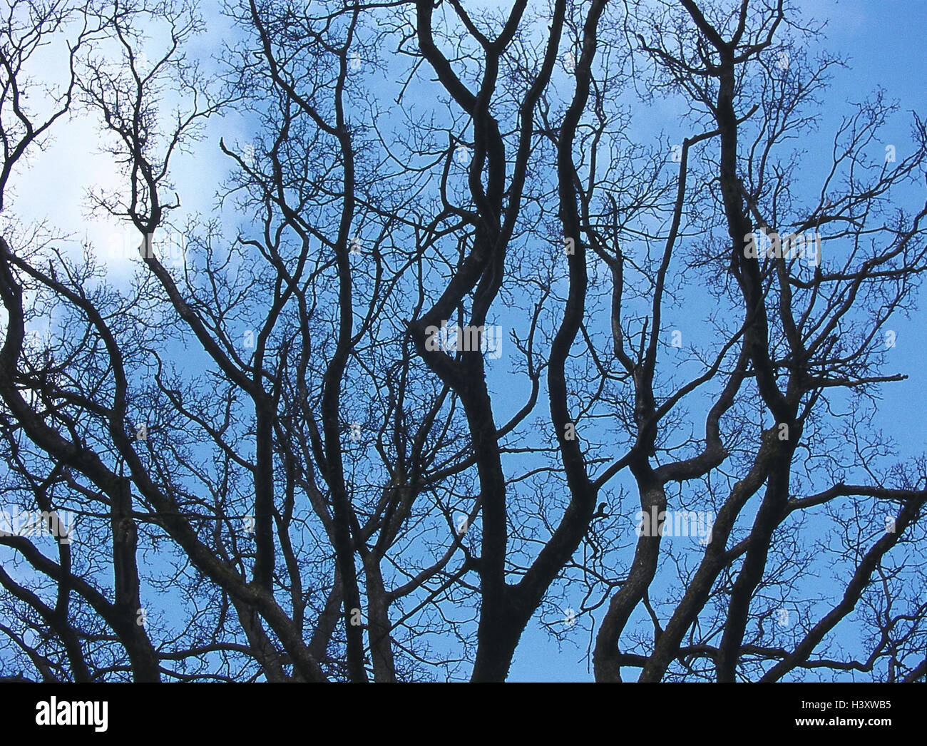 Tree, detail, branches, broad-leaved tree, bald, late autumn, heaven ...