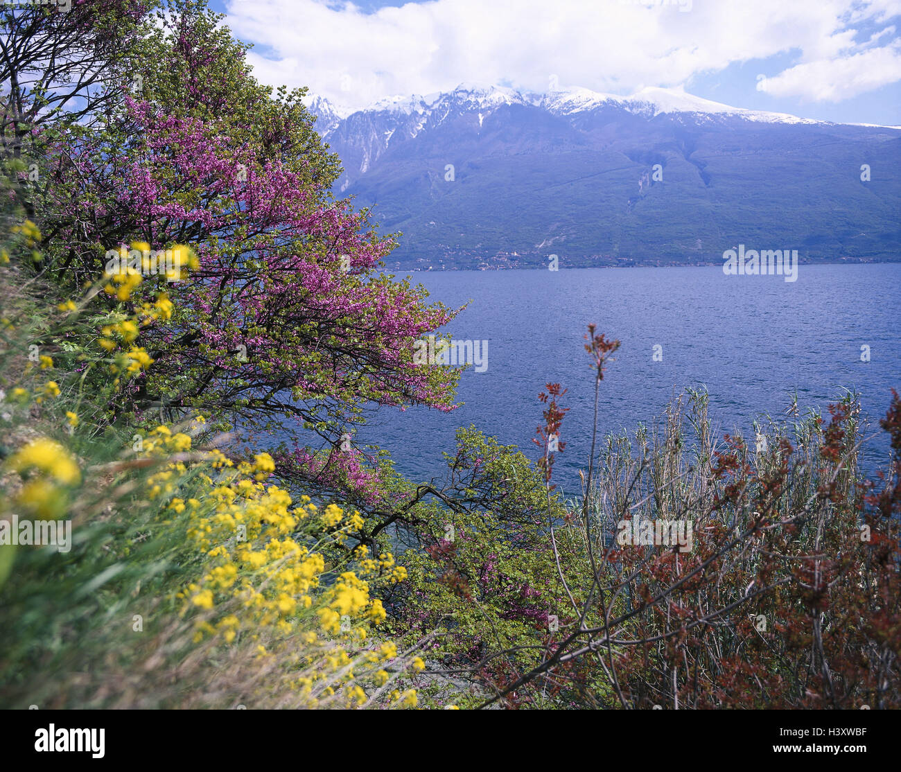 Italy, Gardasee, Gargnano, lakeside, vegetation, Judas tree, cerium C ...