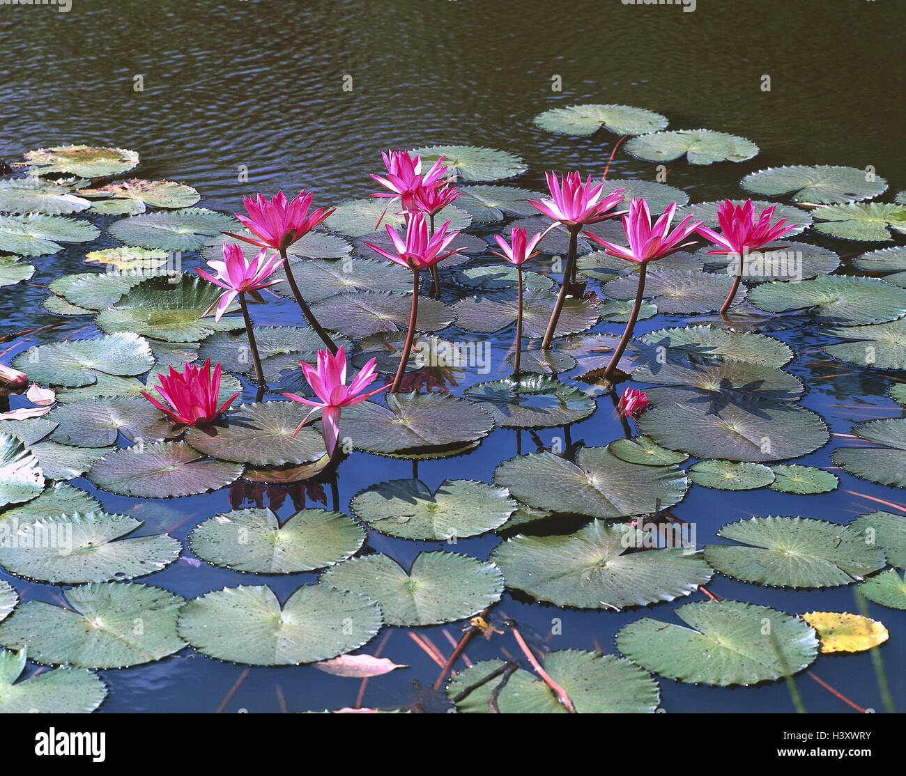 Pond, detail, Lotusblumen, Thailand, Lotosblüten, water lilies, water ...