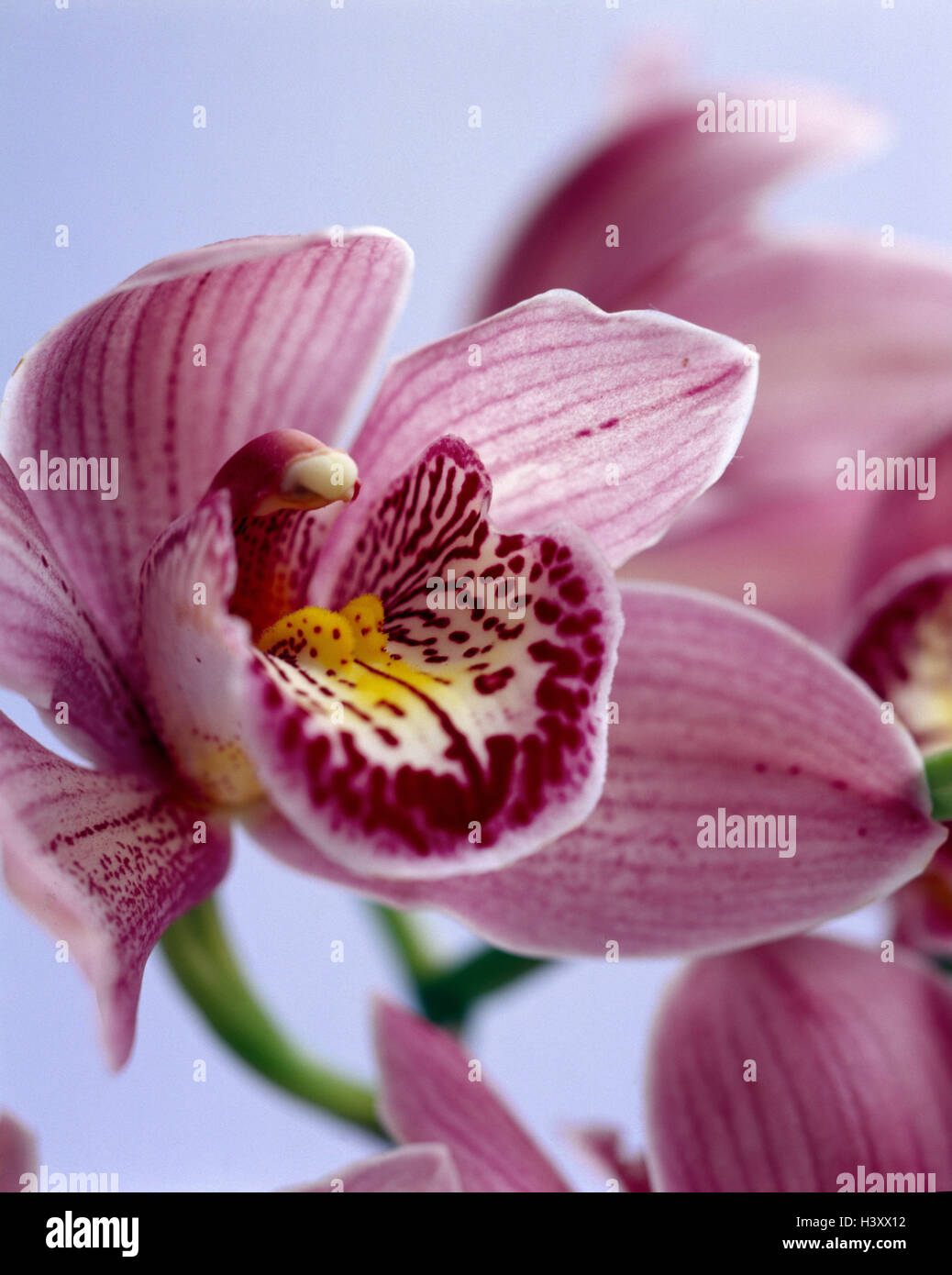 Orchids, Cymbidium spec., detail, blossoms, magenta, plants, flowers ...