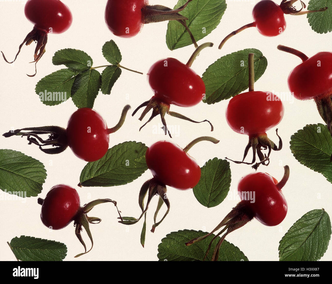 Rose hips, leaves dog rose, Rose spinosa, fruits, rose hip, plant ...