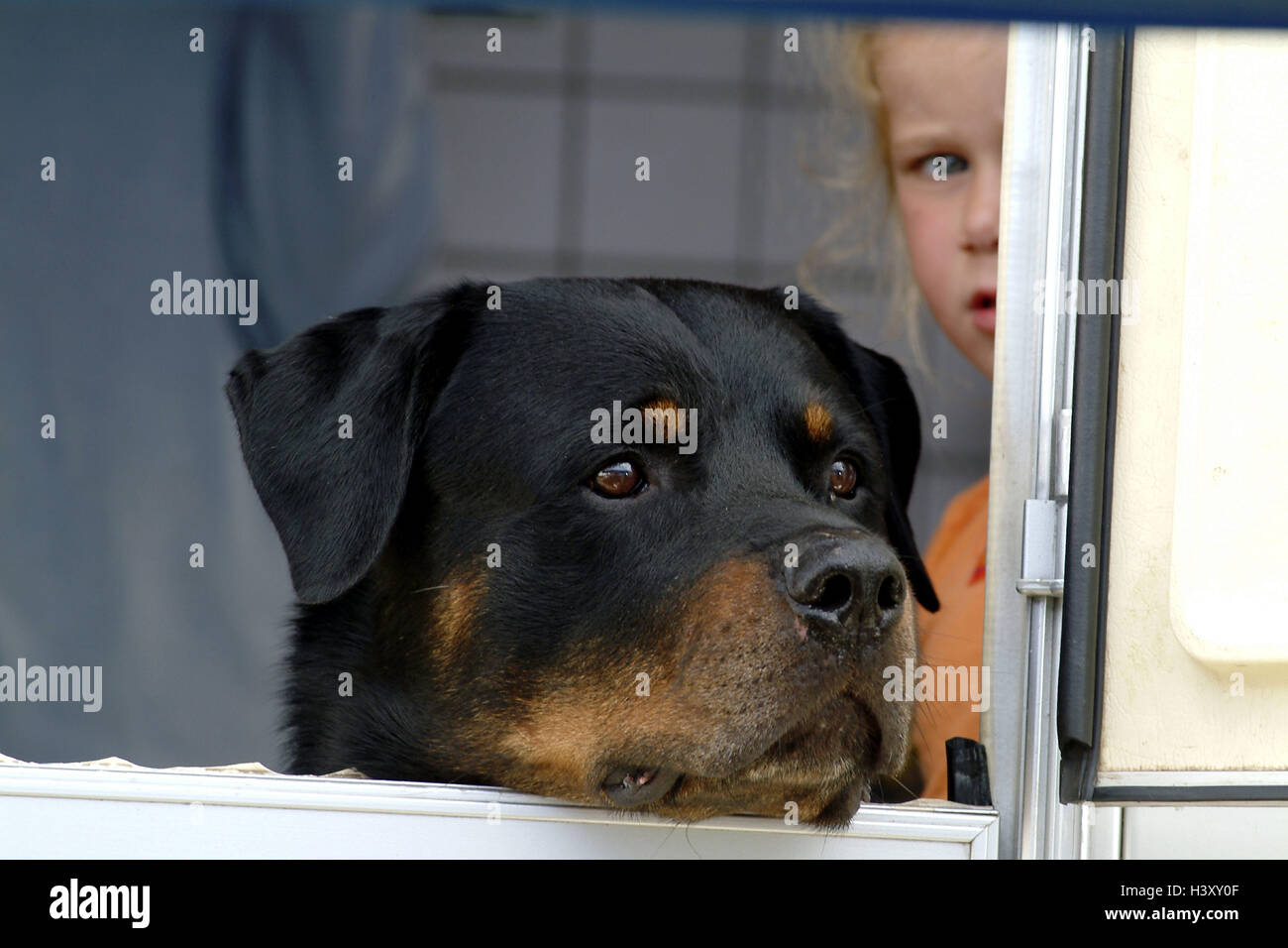 Red hamlet dog hi-res stock photography and images - Alamy