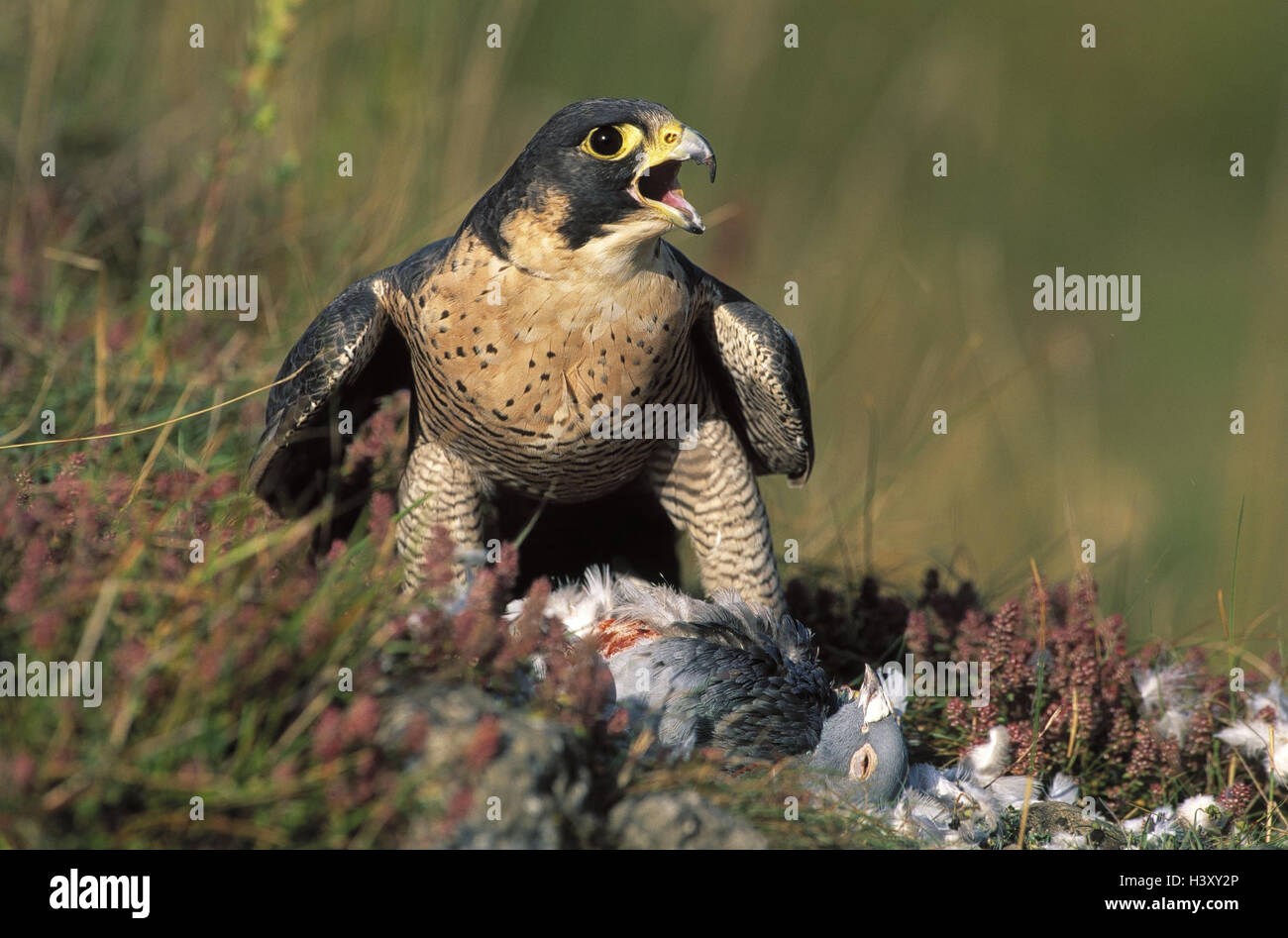 Peregrine Falcon Hunting Pigeon