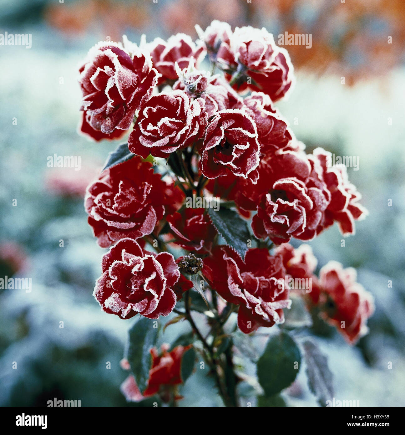 Roses, hoarfrost, Still life, rosebush, bush roses, rose, blossoms ...