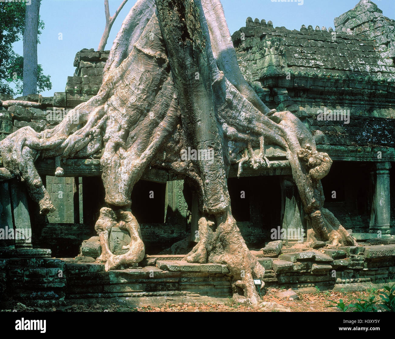 Cambodia, Angkor Wat, temple, trunk, roots, detail, Asia, South-East ...
