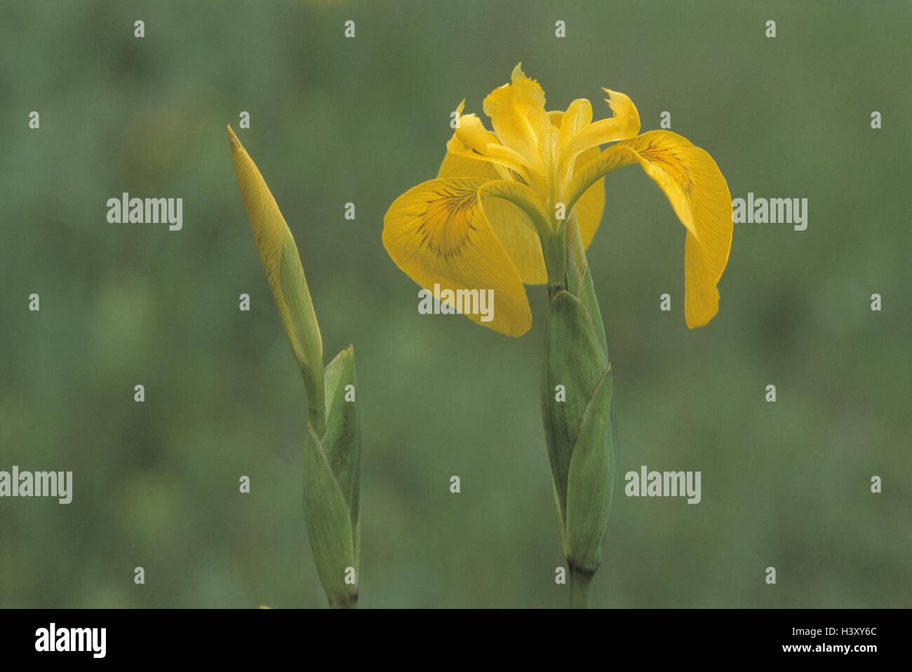 Marsh iris, iris pseudoacorus, detail, blossom, bud, plants, plant ...