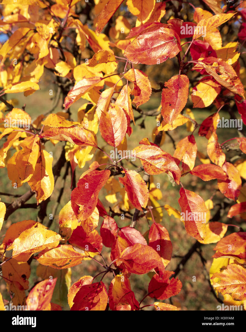 Pear tree, leaves, autumn, nature, seasons, tree, broad-leaved tree ...