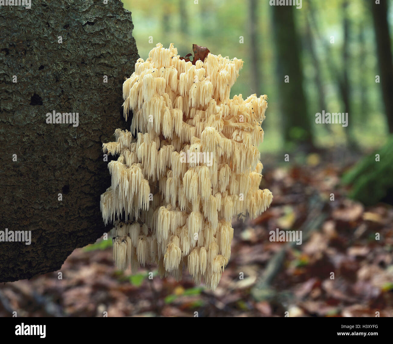 Ästiger sting beard, Hericium, coralloides, tree, detail, fungus, fungi ...