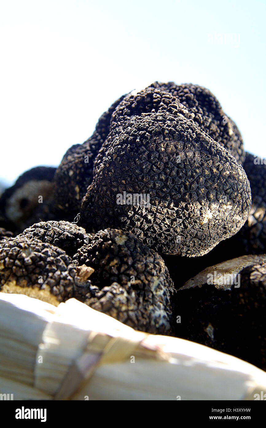 Basket, Perigord truffle, Tuber melanosporum, Still life, truffle ...
