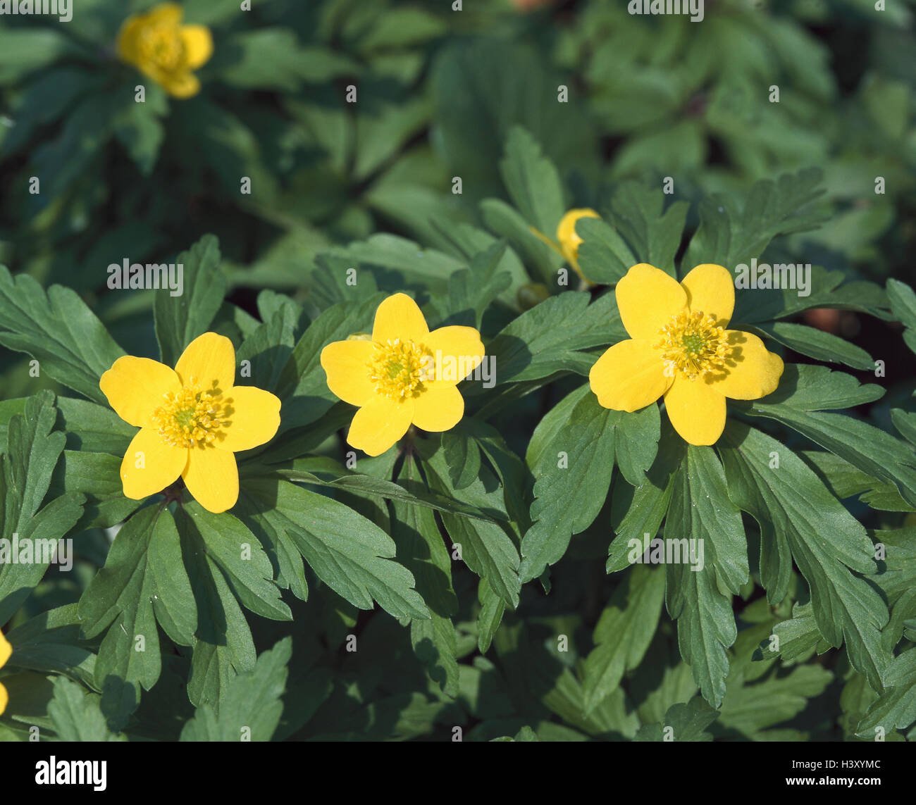 Yellow anemone, anemone ranunculoides, nature, botany, flora, plants ...