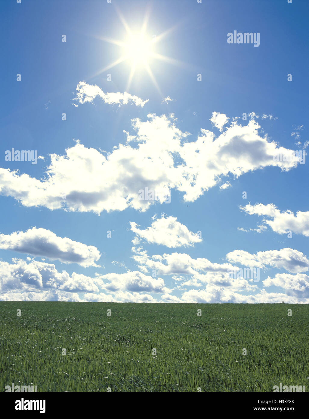 Scenery, grain-field, cloudy sky, the sun, back light, agriculture ...