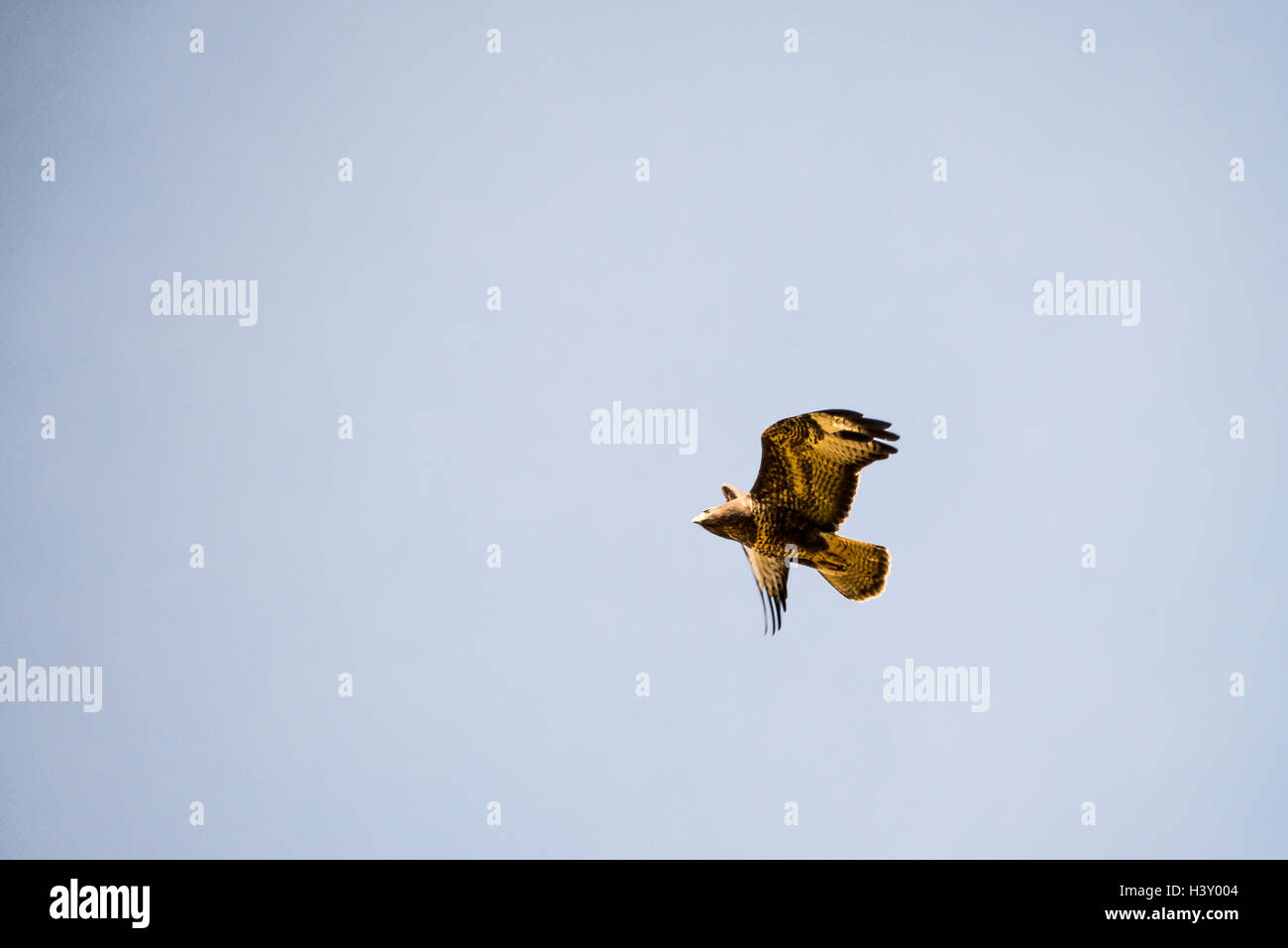 A common buzzard in flight Stock Photo - Alamy