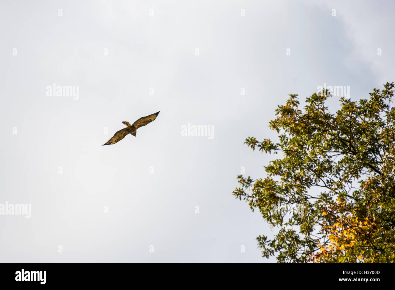 A common buzzard in flight Stock Photo - Alamy