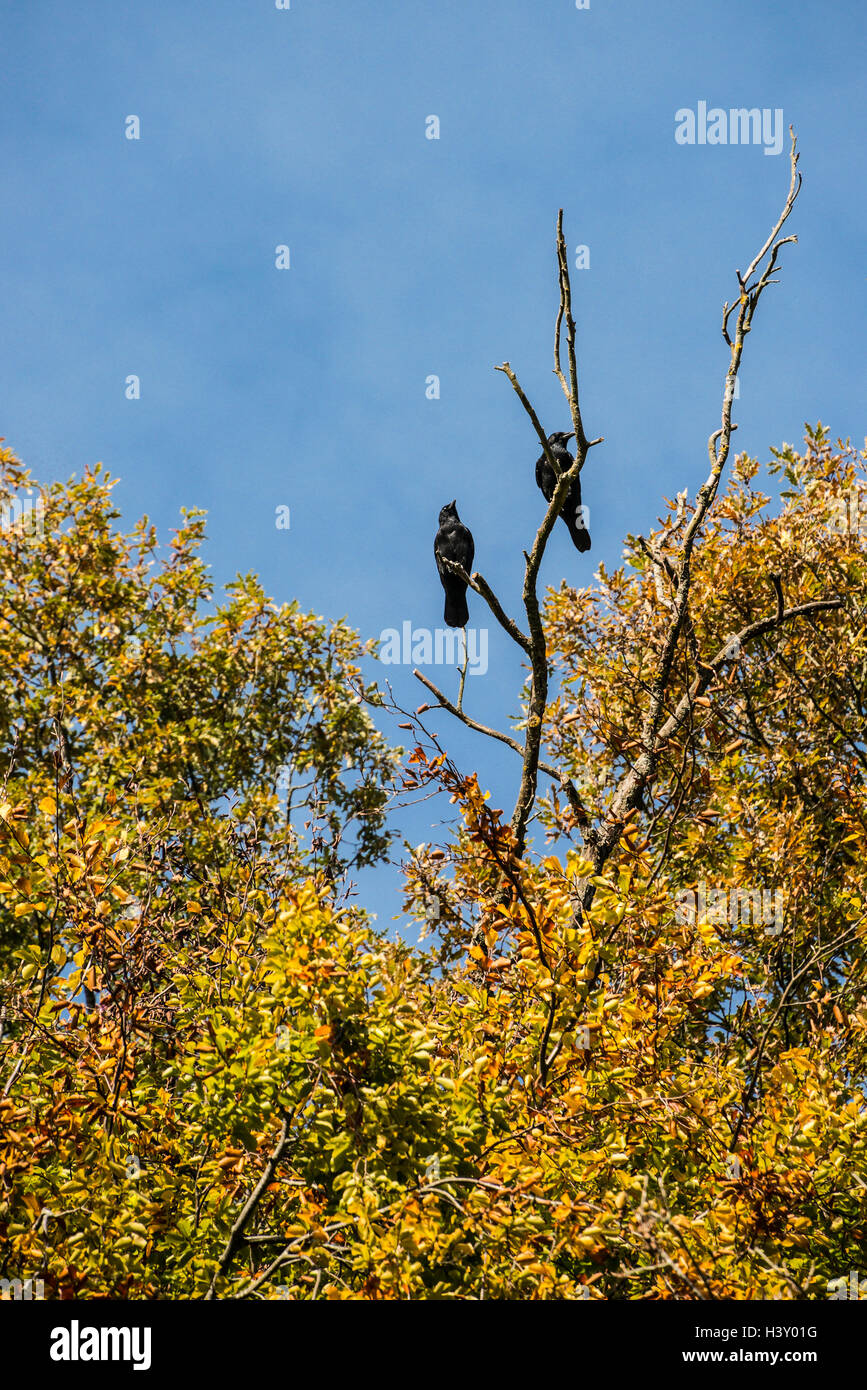 A pair of crows perching on a branch Stock Photo - Alamy
