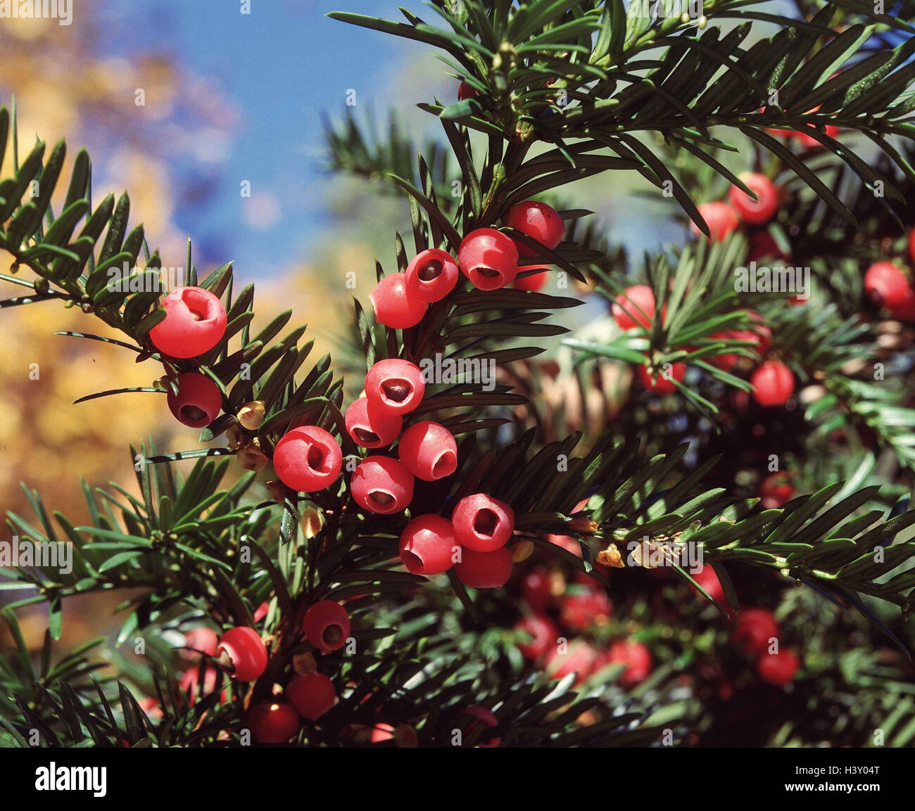 Common yew, Taxus baccata, detail, twigs, fruits, Arillus, trees, tree ...