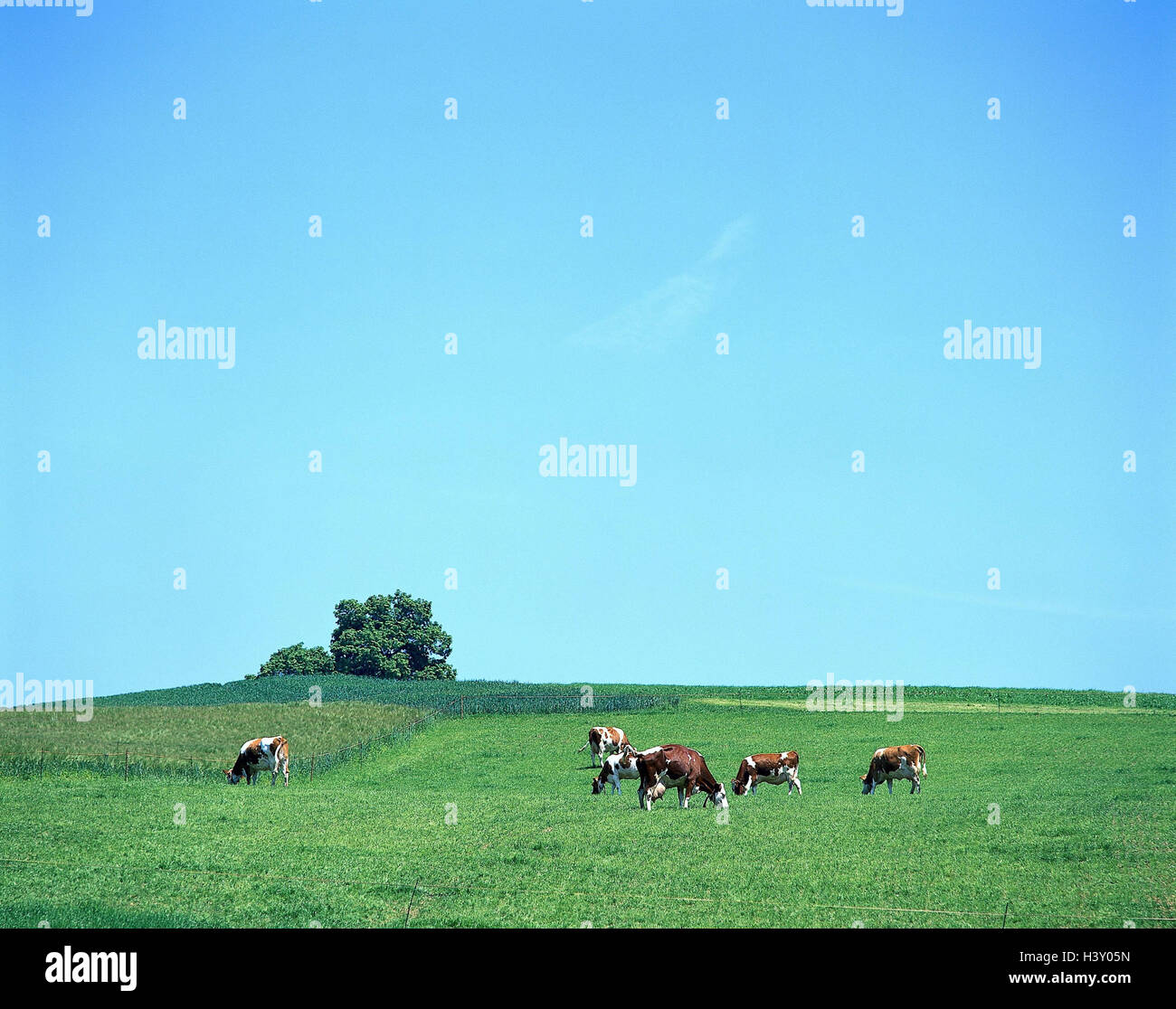 Meadow, cows, graze, agriculture, cattle economy, keeping pets, cattle ...
