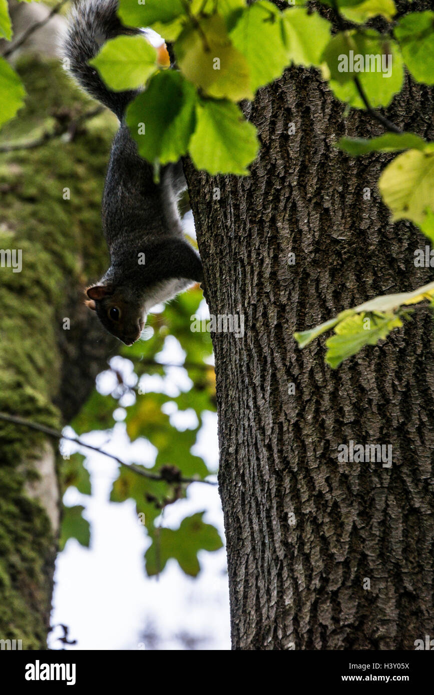 A grey squirrel in a tree Stock Photo - Alamy