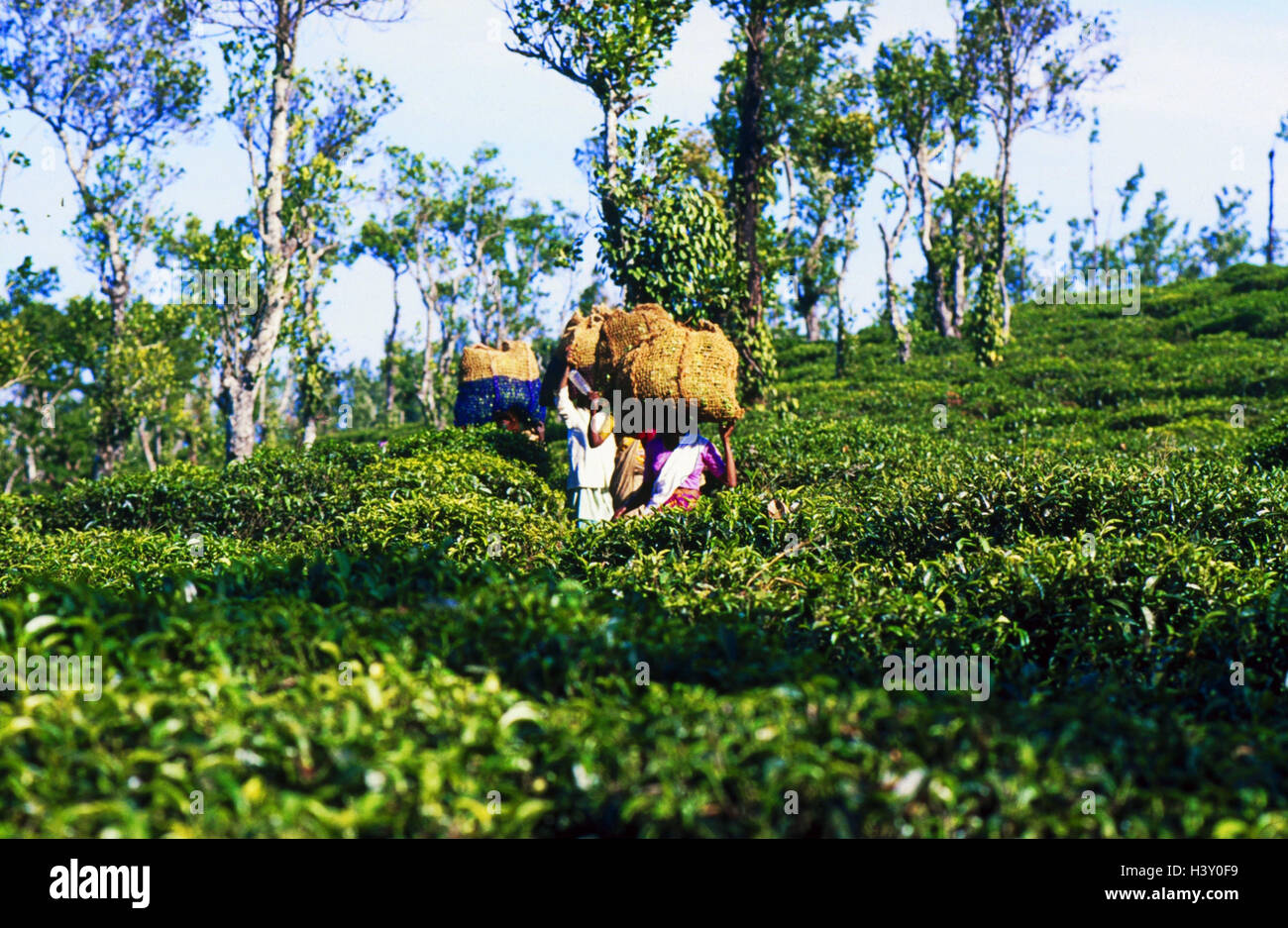 Sri Lanka, Nuwara, tea plantation, worker, Ceylon, economy, cultivation ...