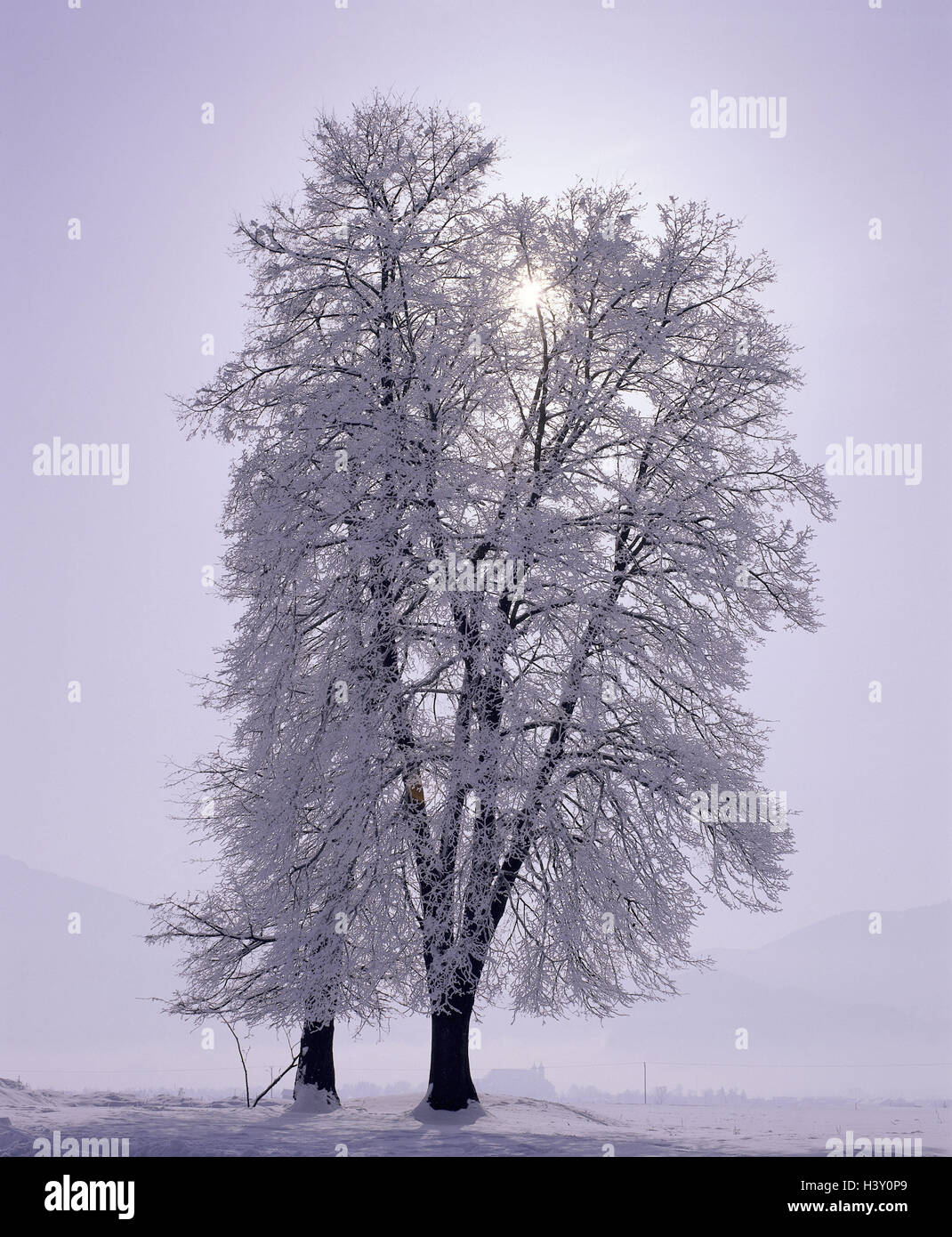 Lime tree in the back light hi-res stock photography and images - Alamy