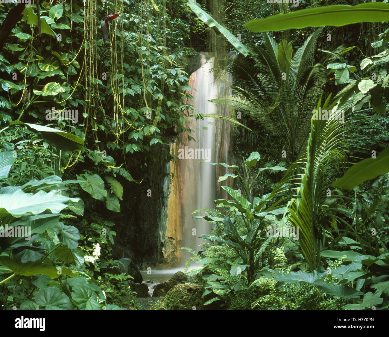 West-Indian islands, Saint Lucia, Soufriere, rainforest, "slide moon ...