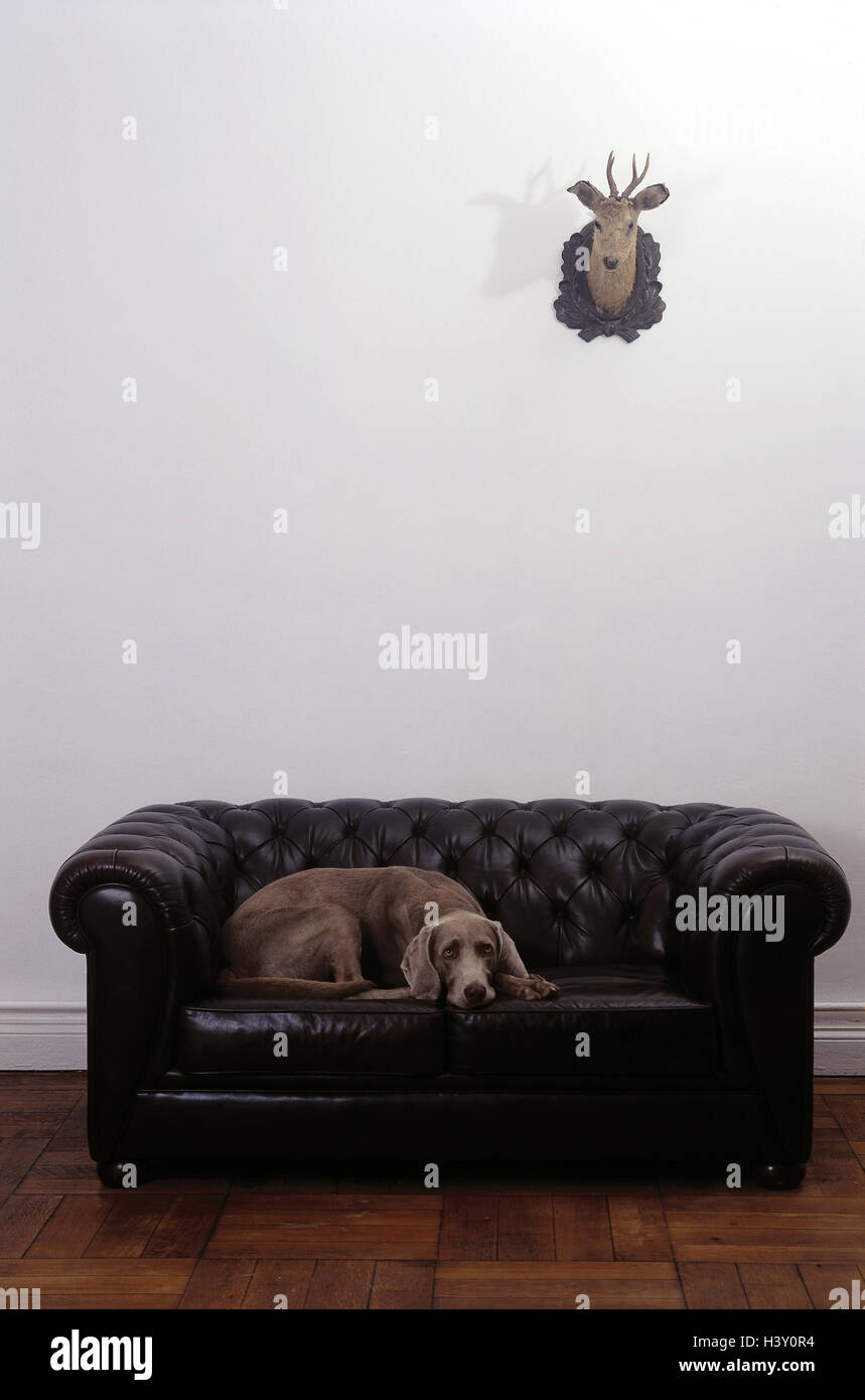 Sofa, hound, wall, hunting trophy, dog, Weimaraner, pet, lie, trophy ...