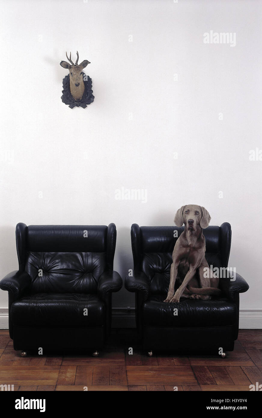 Armchairs, hound, wall, hunting trophy, dog, Weimaraner, pet, sit ...