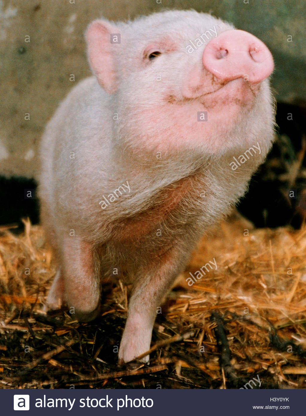 Pig Litter Stock Photos & Pig Litter Stock Images - Alamy