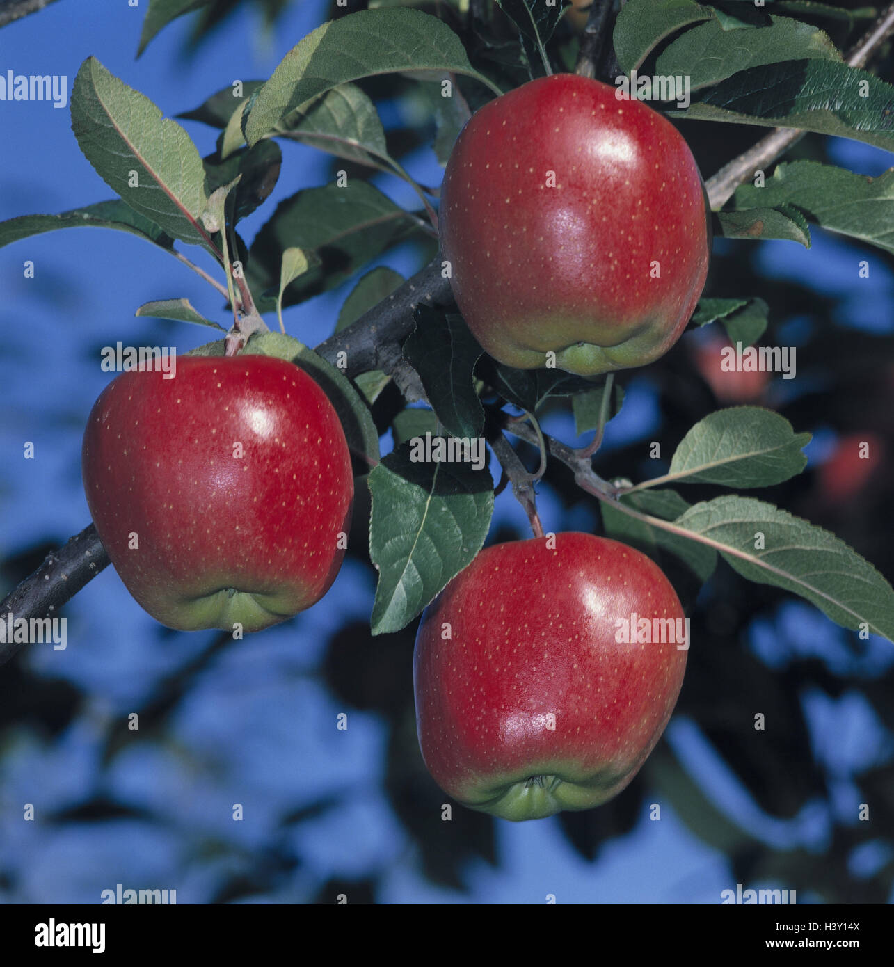 Gloster apples, twig tree, apple-tree, detail, apples, ripe, red, three ...