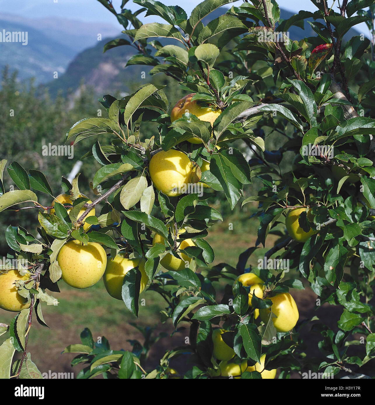 Apple-tree, branch, detail, leaves, apples Italy, South Tyrol, Seiser ...