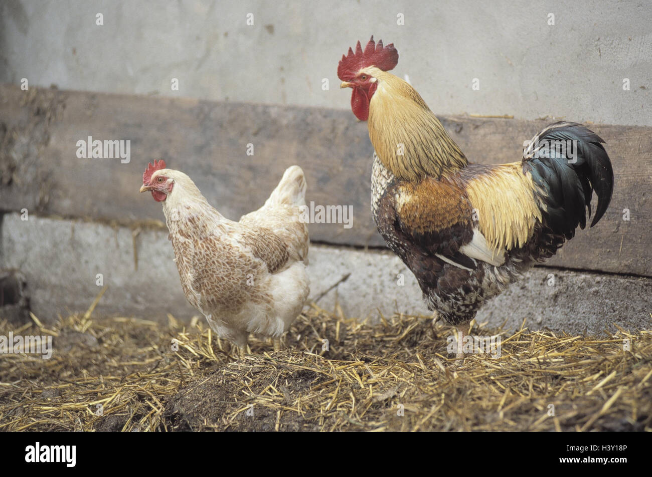 House poultry, tap, hen, dunghill, animals, Galliformes, gallus gallus ...