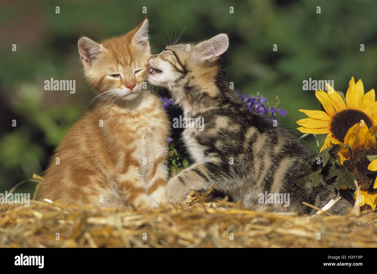 Kittens, two, sit, play straw, caress, animals, mammals, cats, young ...