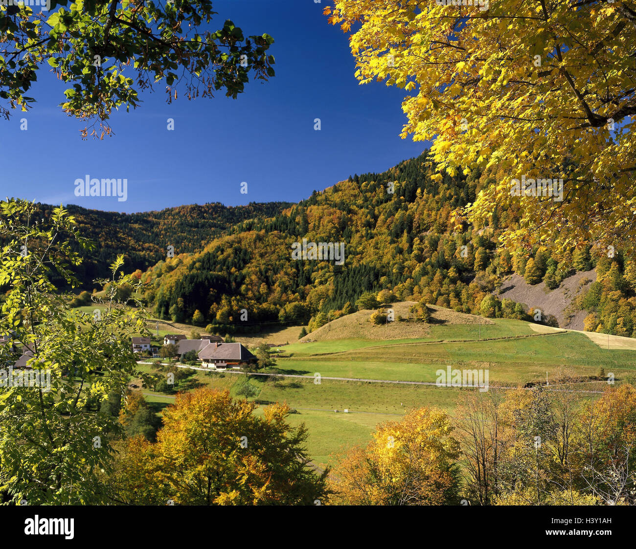 Germany, Black Forest, view, run brook valley, autumn, Europe, to ...