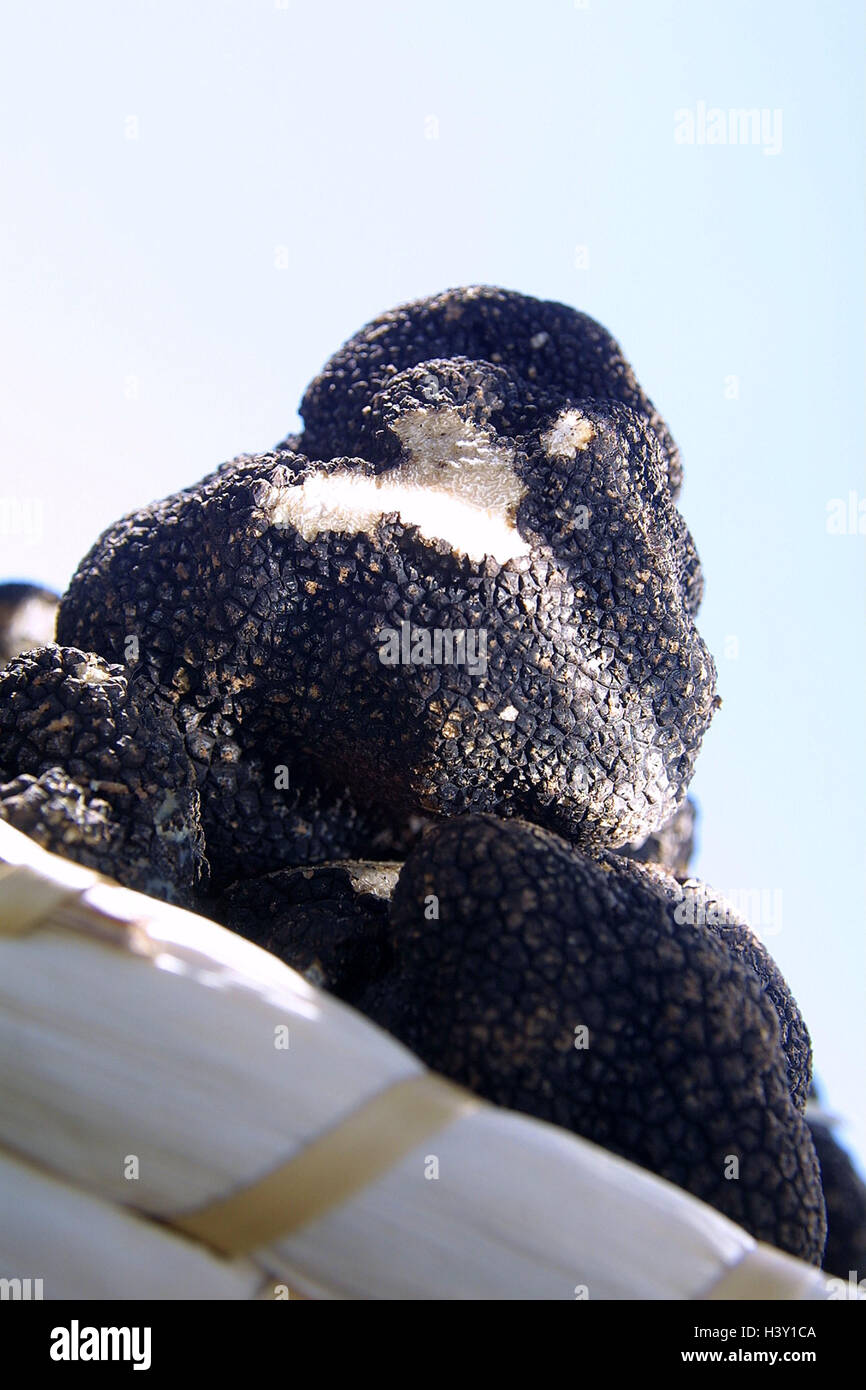 Basket, Perigord truffle, Tuber melanosporum, Still life, truffle ...