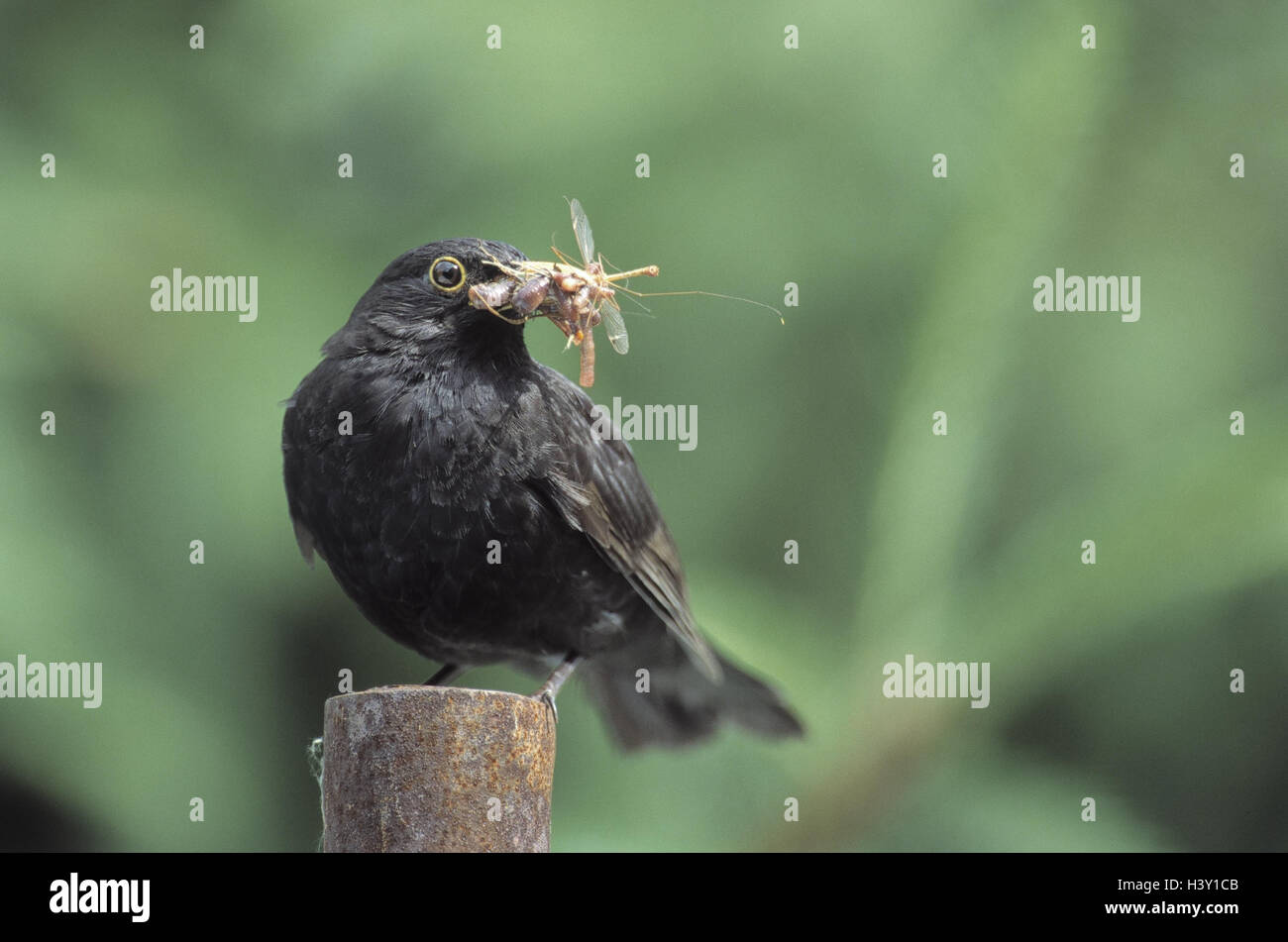 Pole, blackbird, Turdus merula, little men, food, animals, animal ...