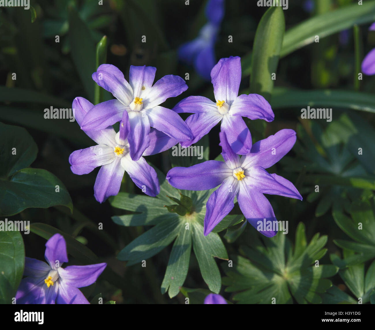 Snow brightness, Chionodoxa gigantea, plants, plant, spring flowers ...