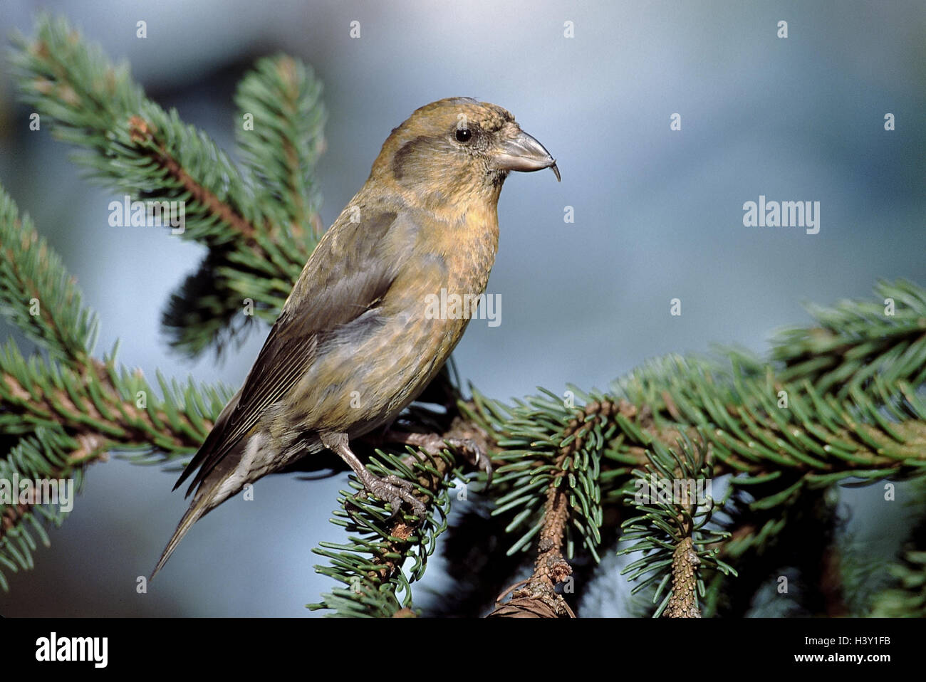 Spruce crossbill, Loxia curvirostra, females, spruce, detail, fork ...