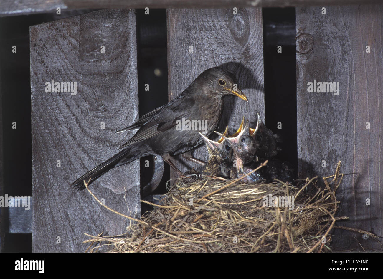 Wooden wall, nest, blackbird, Turdus, merula, females, young birds, beg ...